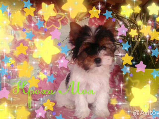 Бивер-йорк, видео