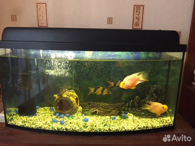 Аквариум