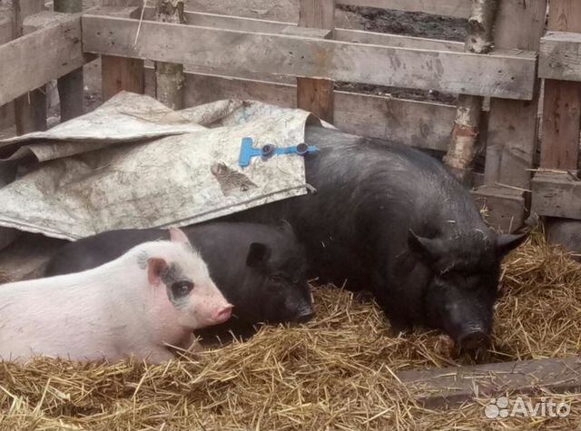 Свинки и хрячки обмен, продажа
