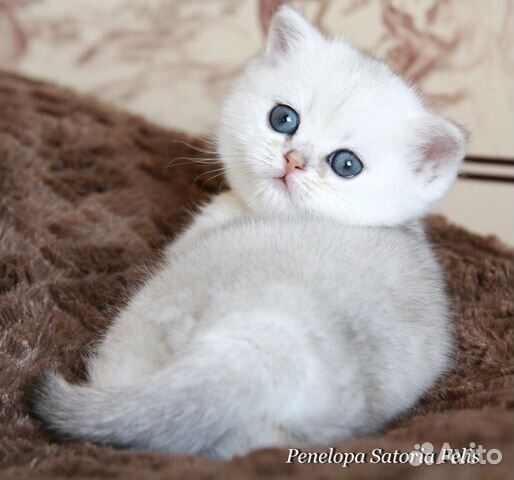 Две куклы, девчушки, серебряные шиншиллы