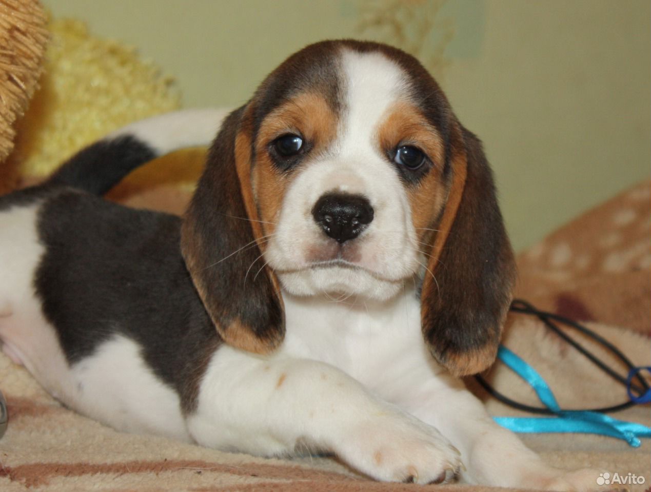 Щенки бигля