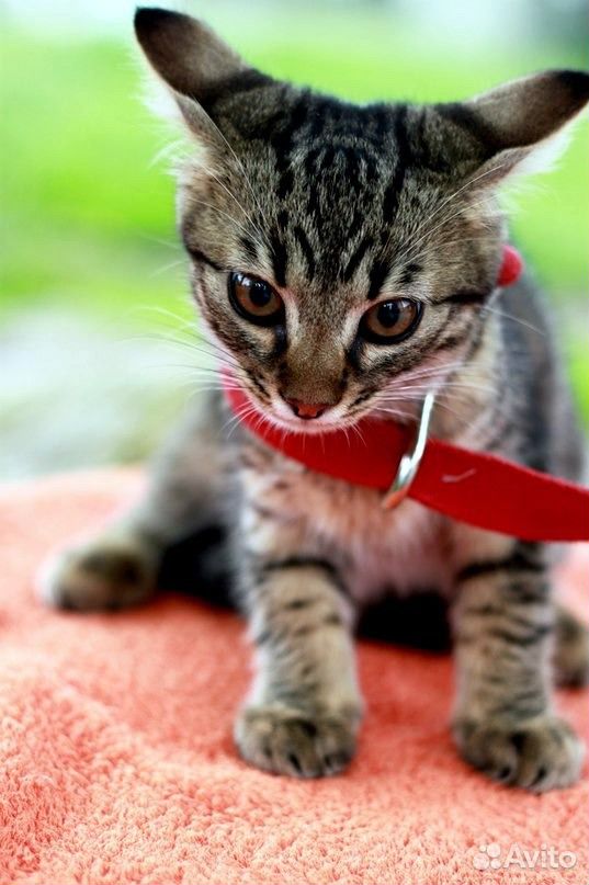 Отдам в дар чудесного котенка тигренка