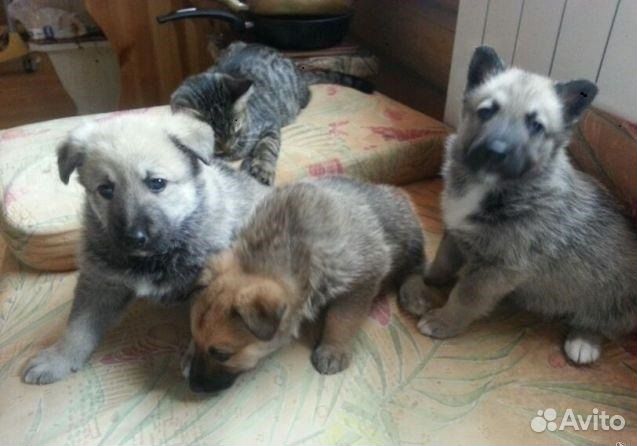 Щенки - "медвежатки" в добрые руки