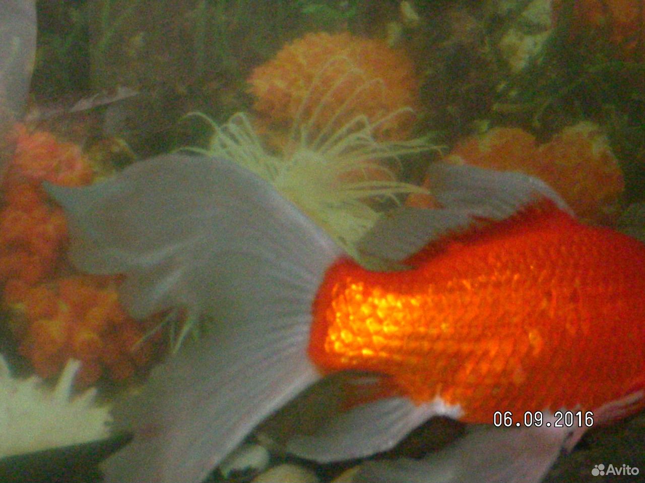 Декоративная Золотая рыба Комета