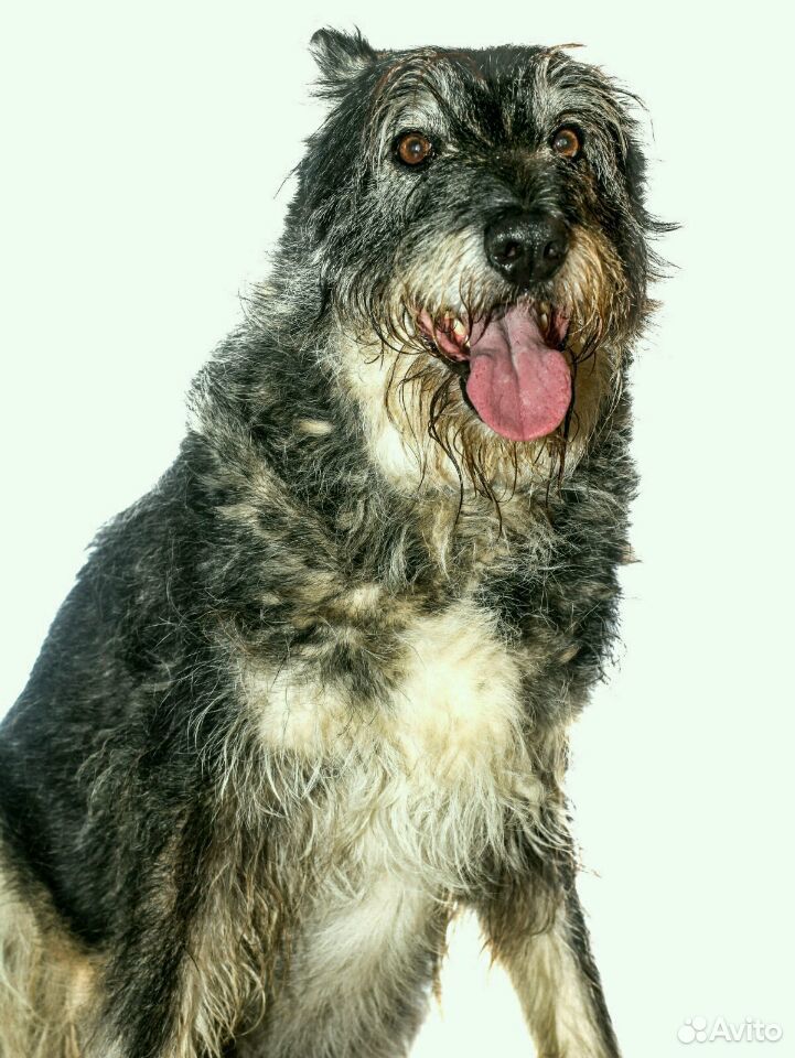 Шнауцер в добрые руки