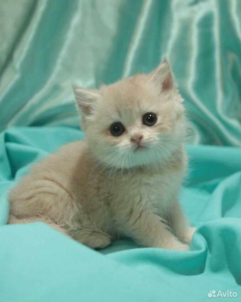 Голубая золотая шиншилла Пуша