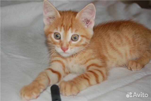 Солнечный рыжая мальчик 2,5 мес ищет дом