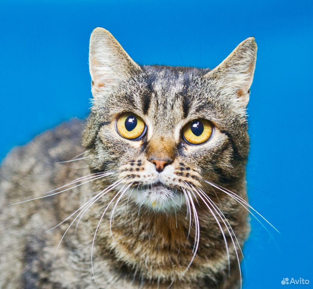 Замуррчательная кошка с глазами Лемура