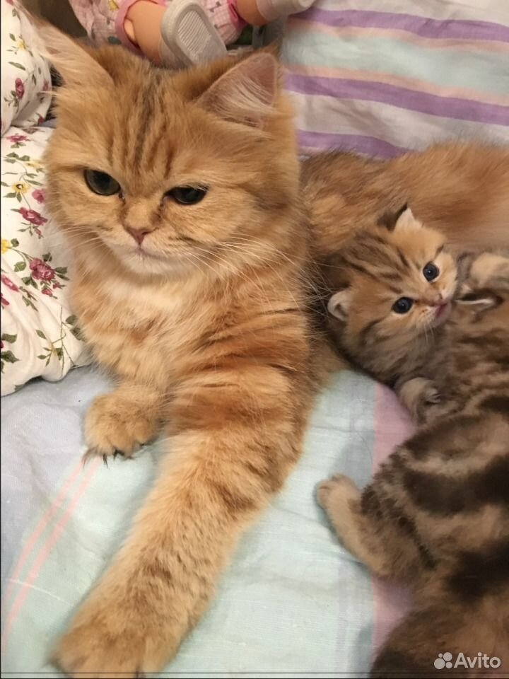 Элитные котята шоу класса мрамор на золоте