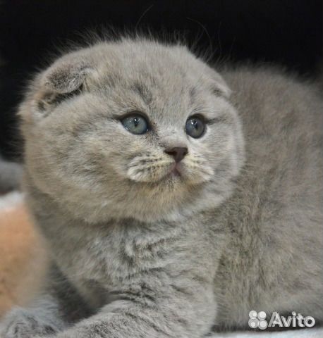 Крошечки-хаврошечки