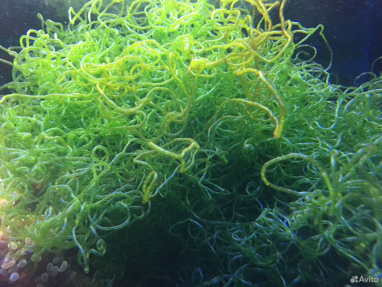 Морская водоросль в аквариум Хетаморфа