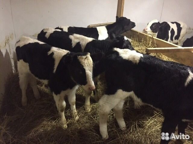 Бычки мясного направления, до 3х