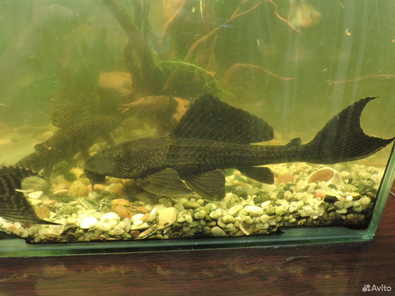 Сом присоска