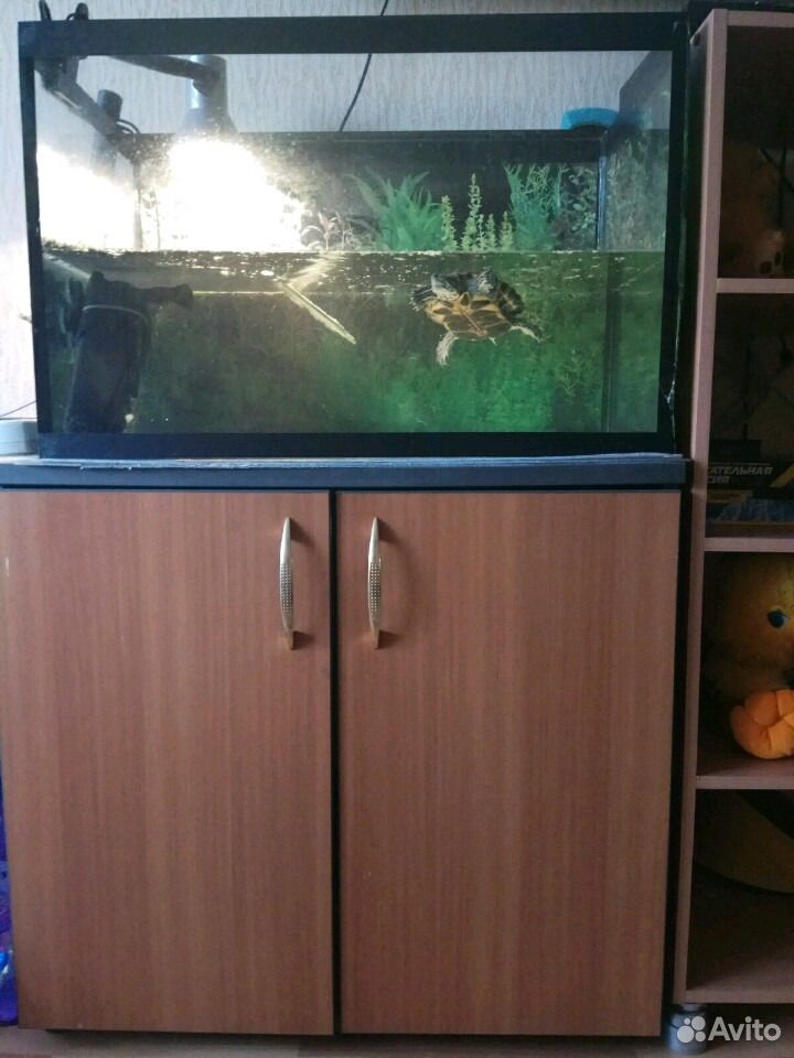 Красноухая черепаха с аквариумом 158 л