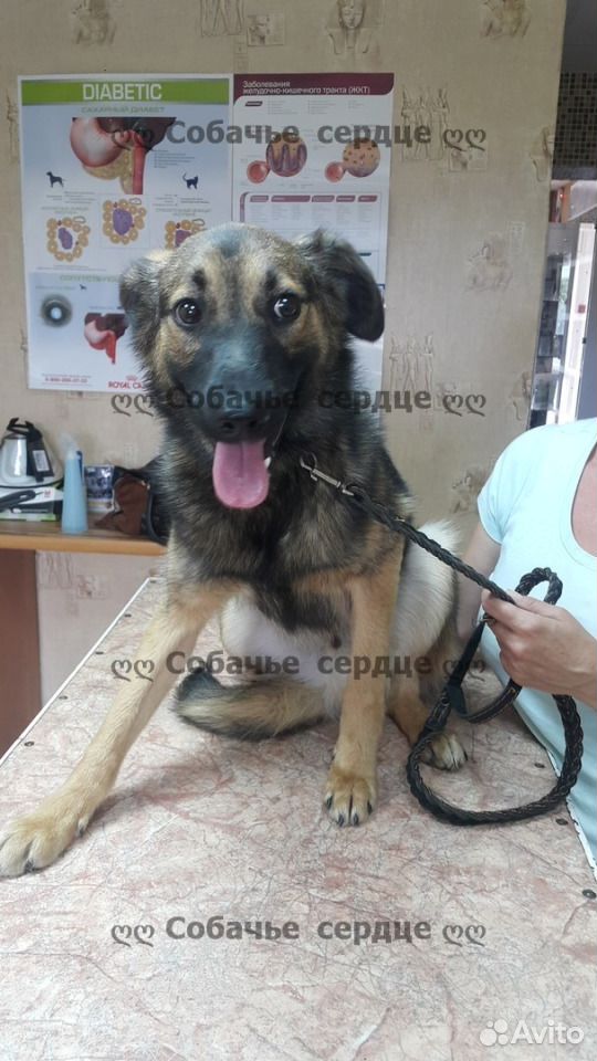 Рыжий красавец в добрые руки