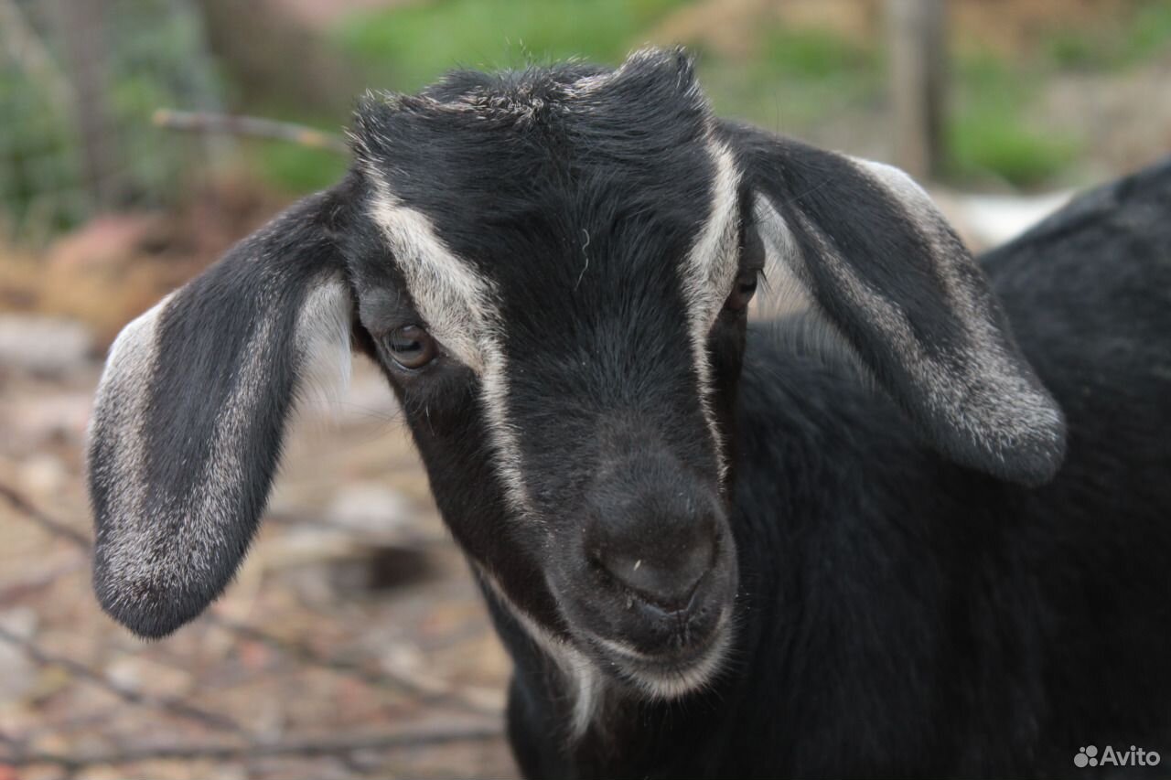 Продаю козочек и козликов нубийцев и альпийцев