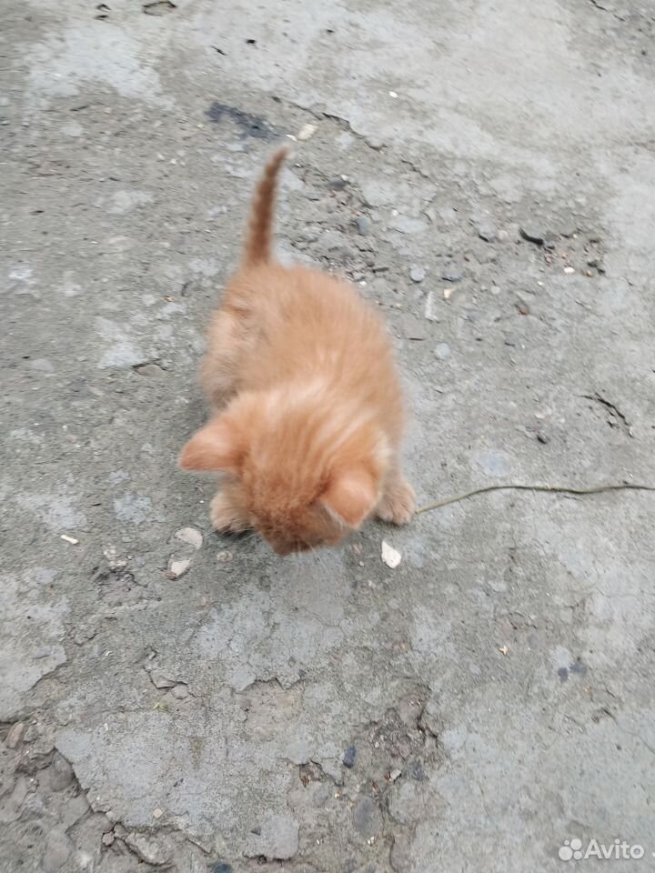 Котята