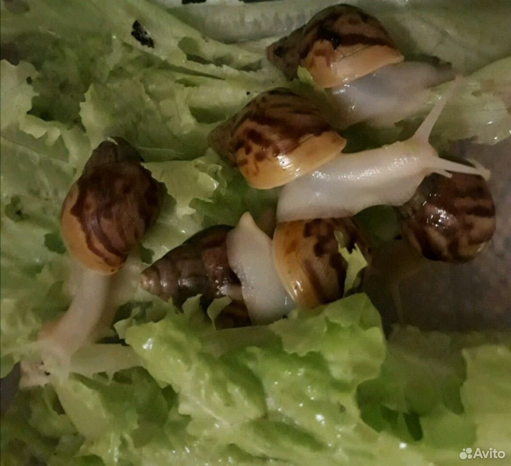 Улиточки ахатина альбино