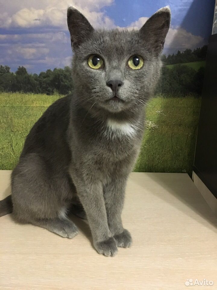 Котена дымчатого окраса 4 мес