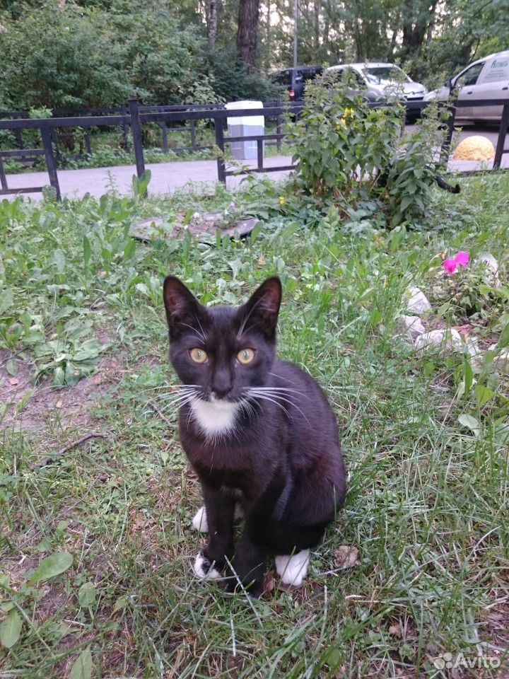 Котятки брат с сестрой Барсик и Масяня