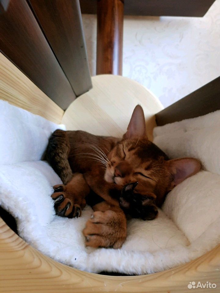 Вязка с абиссинским котом