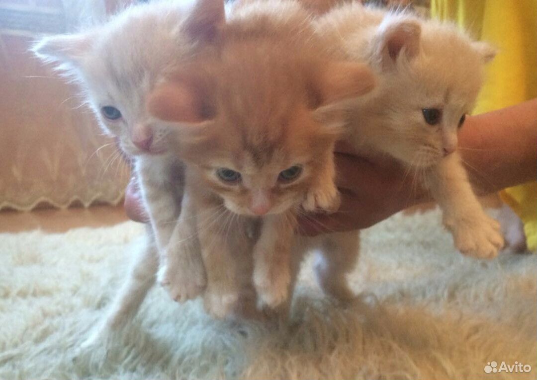 Котята рыжее чудо