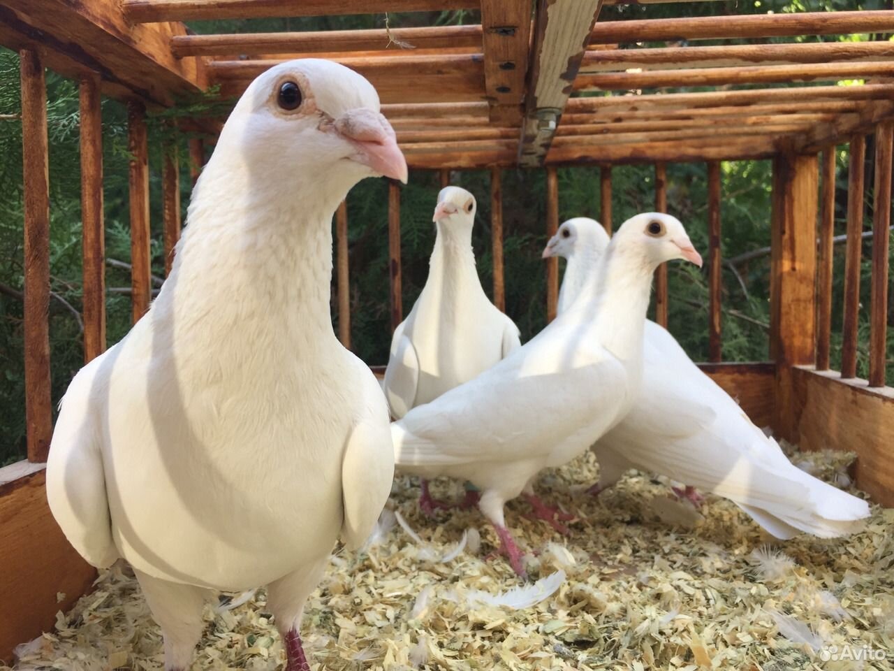 Белые голуби на праздники