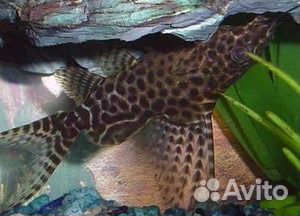 Рыбка аквариумный сом