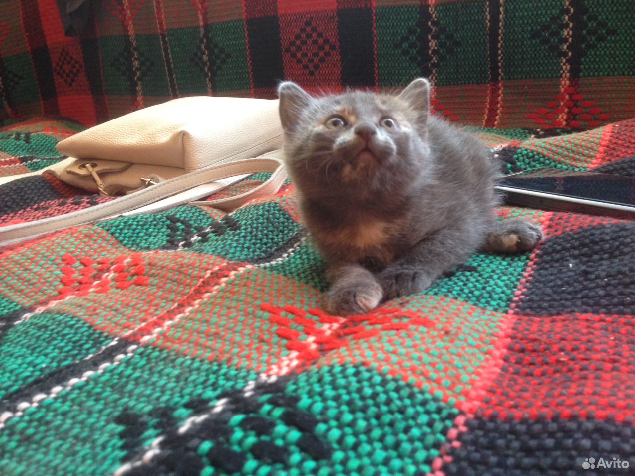 Милый серый кот