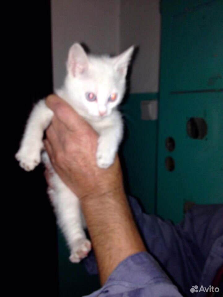 Белый котик, котенок, мальчик