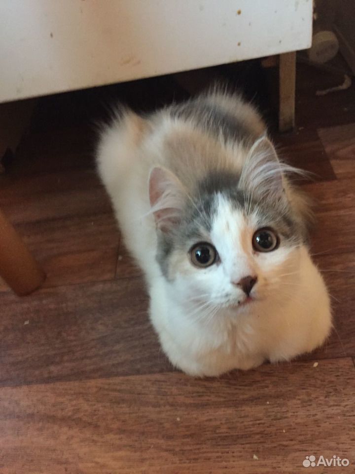 Трехцветная кокетливая кошка