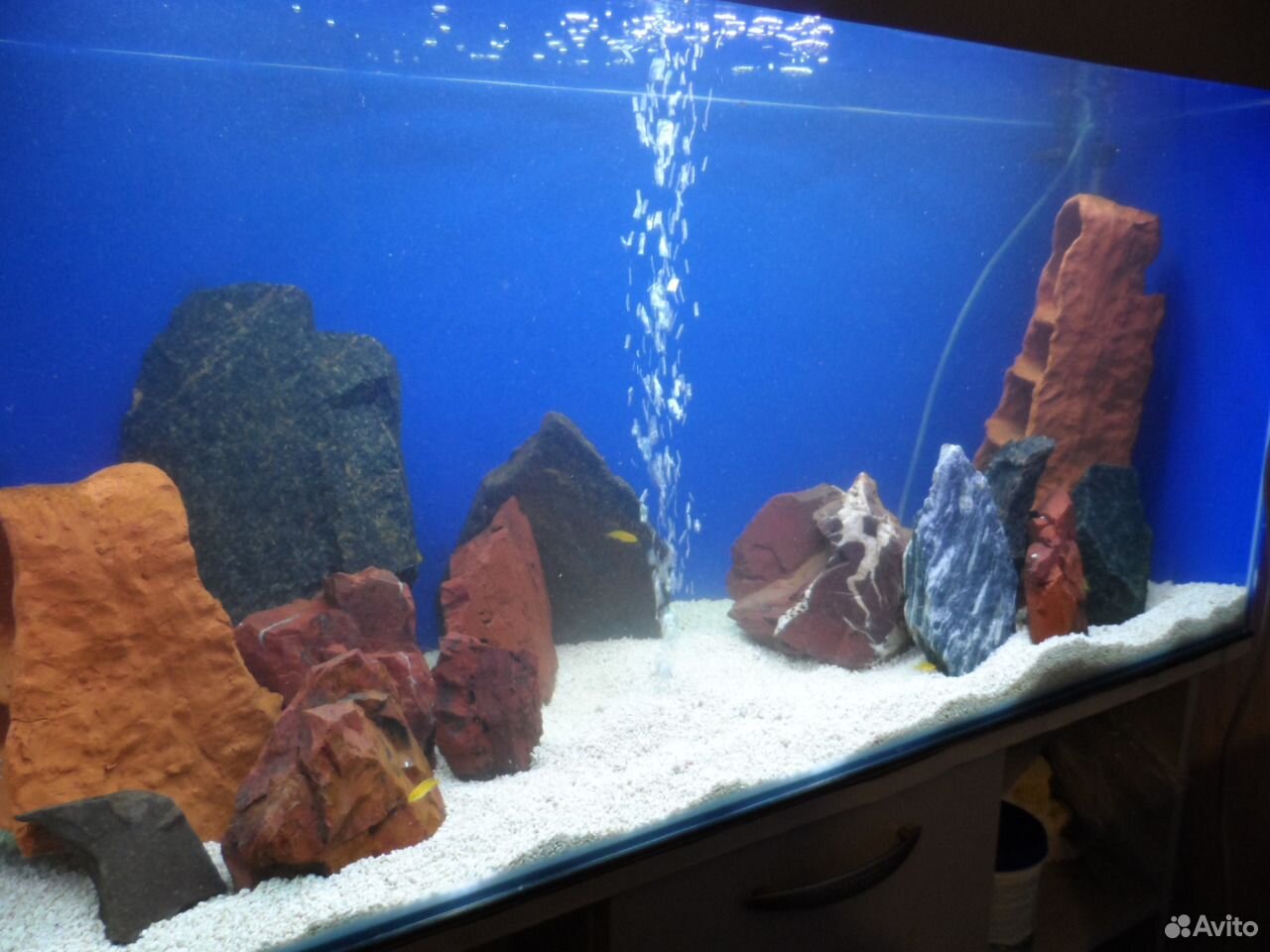 Аквариум+цихлиры