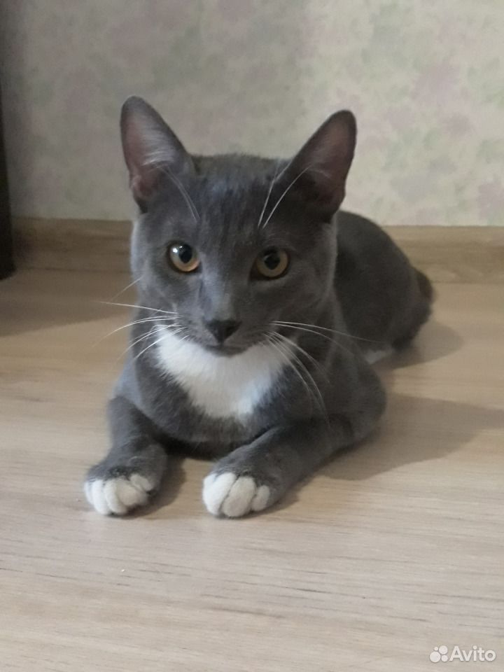 Отдам кота метис русской голубой