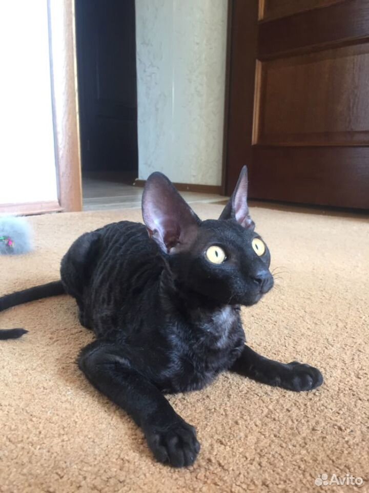 Классная девченка Корниш-рекс