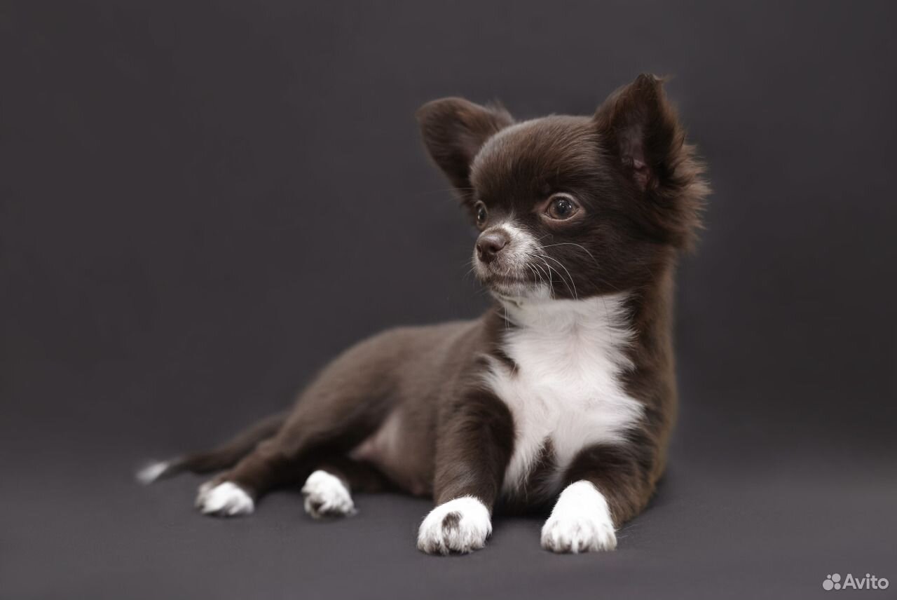 Шоколадная красавица