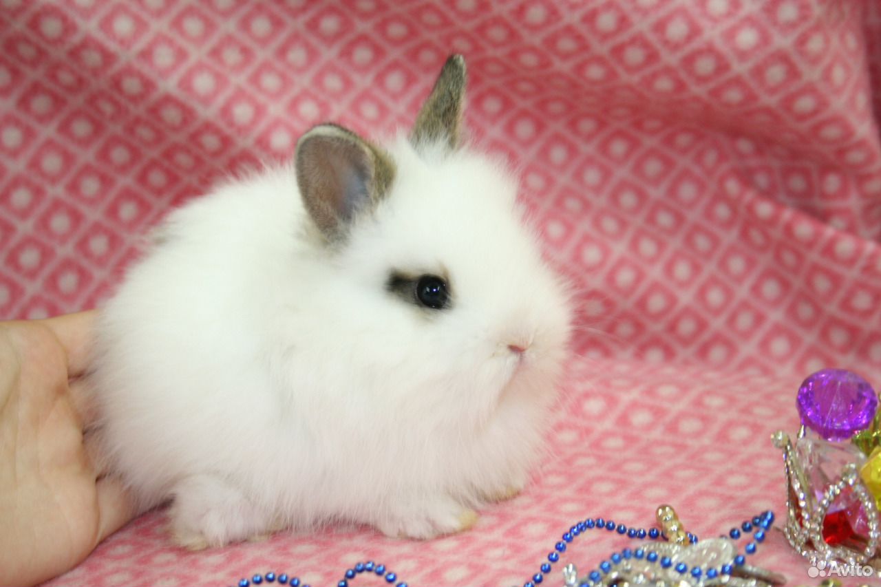 Карликовые кролики с вет. документами.выбор.ювао