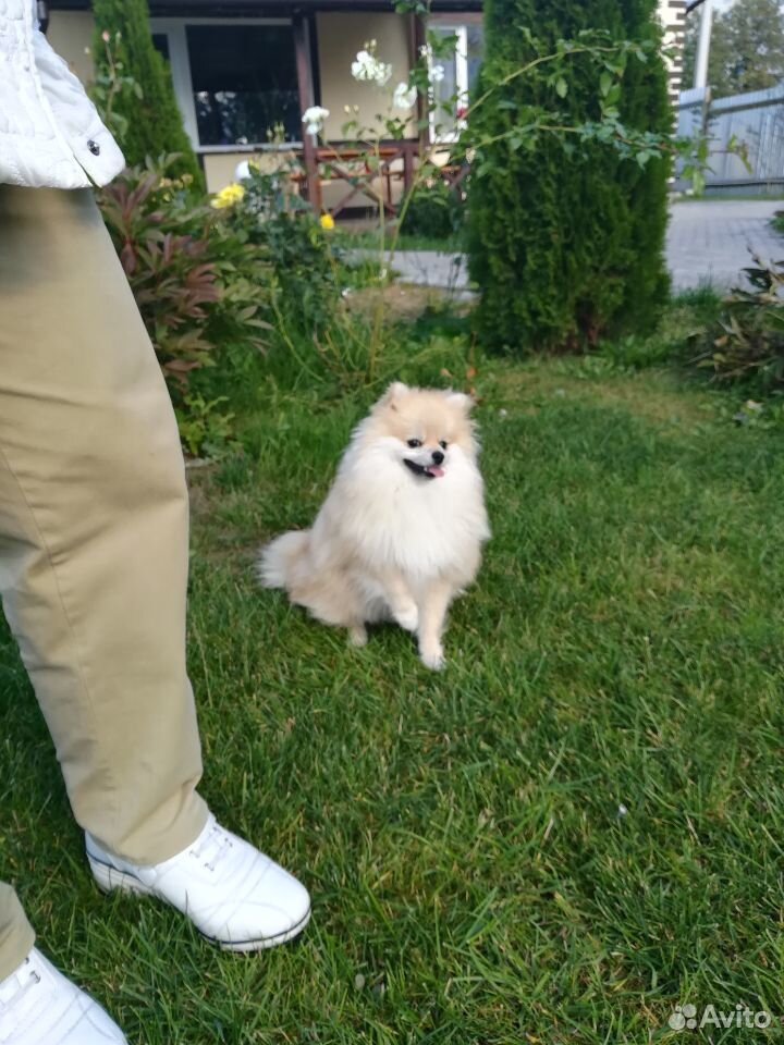 Продажа, кабель шпиц немецкий