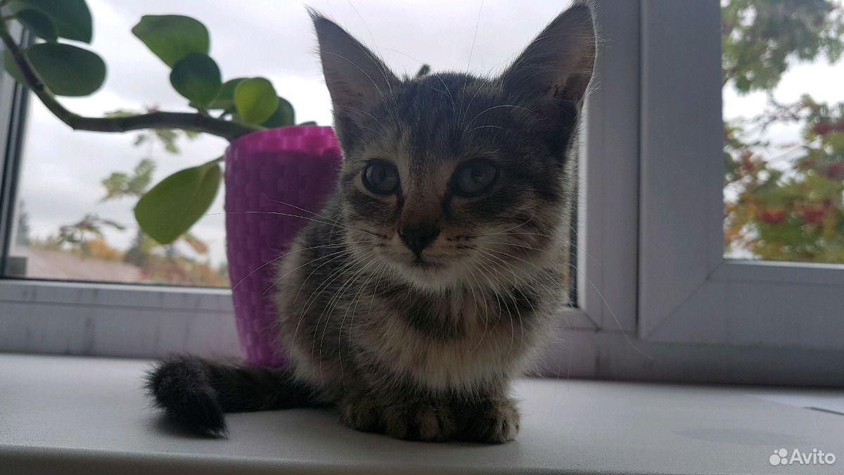 Котенок