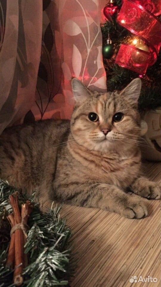 Кошечка Оливия, британская короткошерстная, черепа