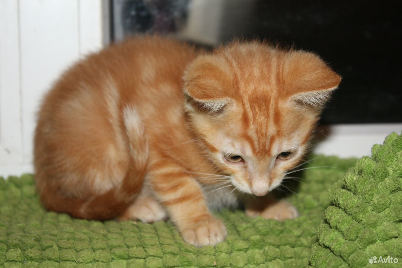 Рыжий котенок, Мурзик, 2,5 мес