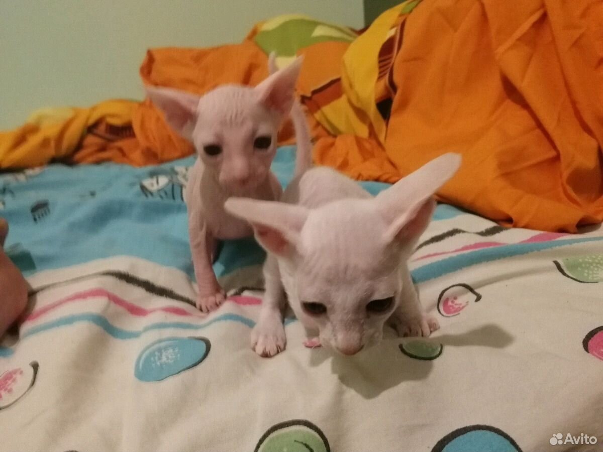 Продам сфинкса