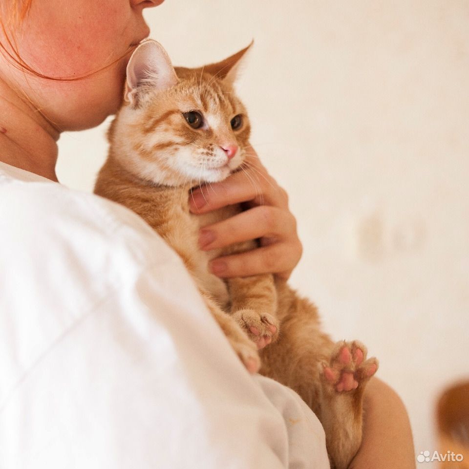 Солнечная рыжая девочка котёнок