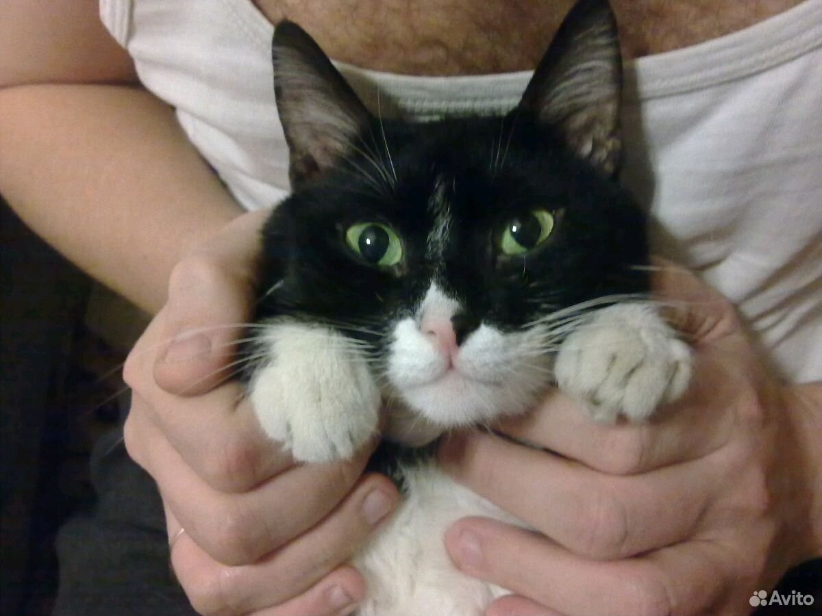 Кот Маркиз, порода Дворянин, возраст 11 лет