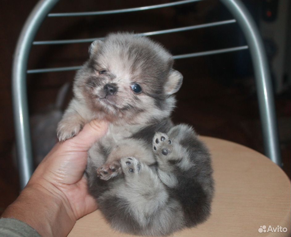 Померанскийшпиц девочка голубой мерль Мальвина
