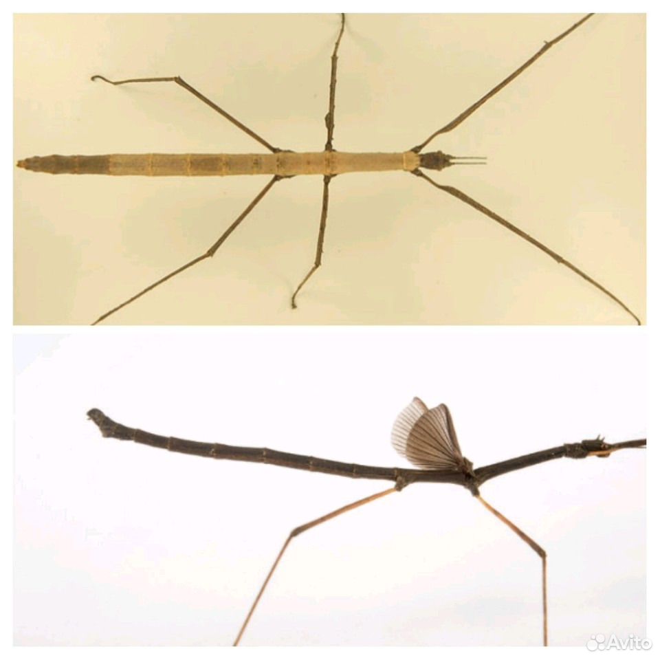 Палочники, тараканы, ахатины