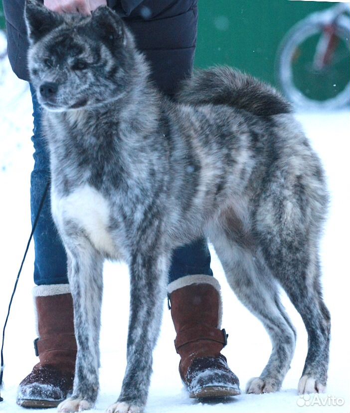 Акита ину (японская) сука взрослая