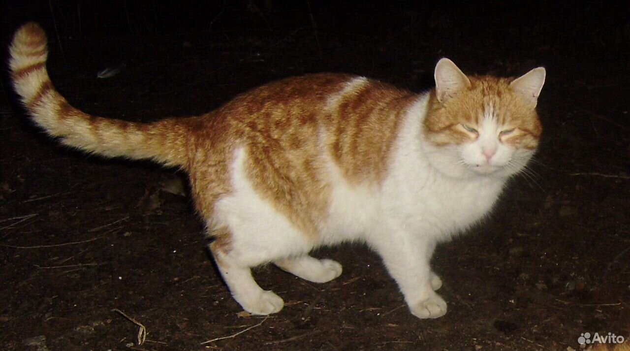 Ростов-на-Дону Тигрик ищет дом