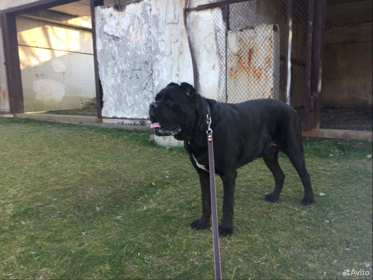 Кане Корсо(вязка)