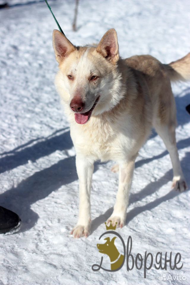 Веселый и дружелюбный Беляш