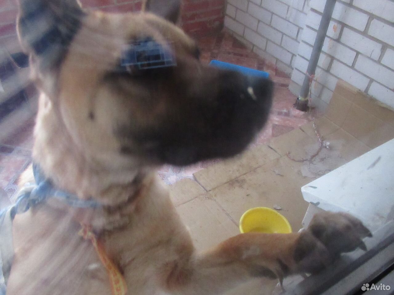 Молодой пёс бельгийской овчарки (малинуа)